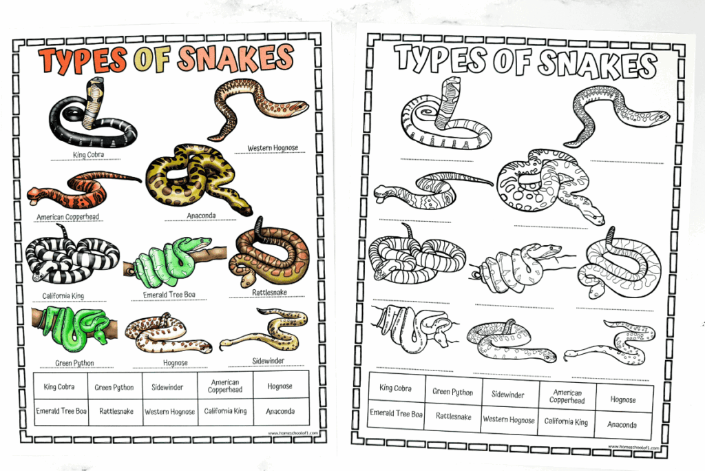 Free Printable Snake Worksheets - Printable Worksheets