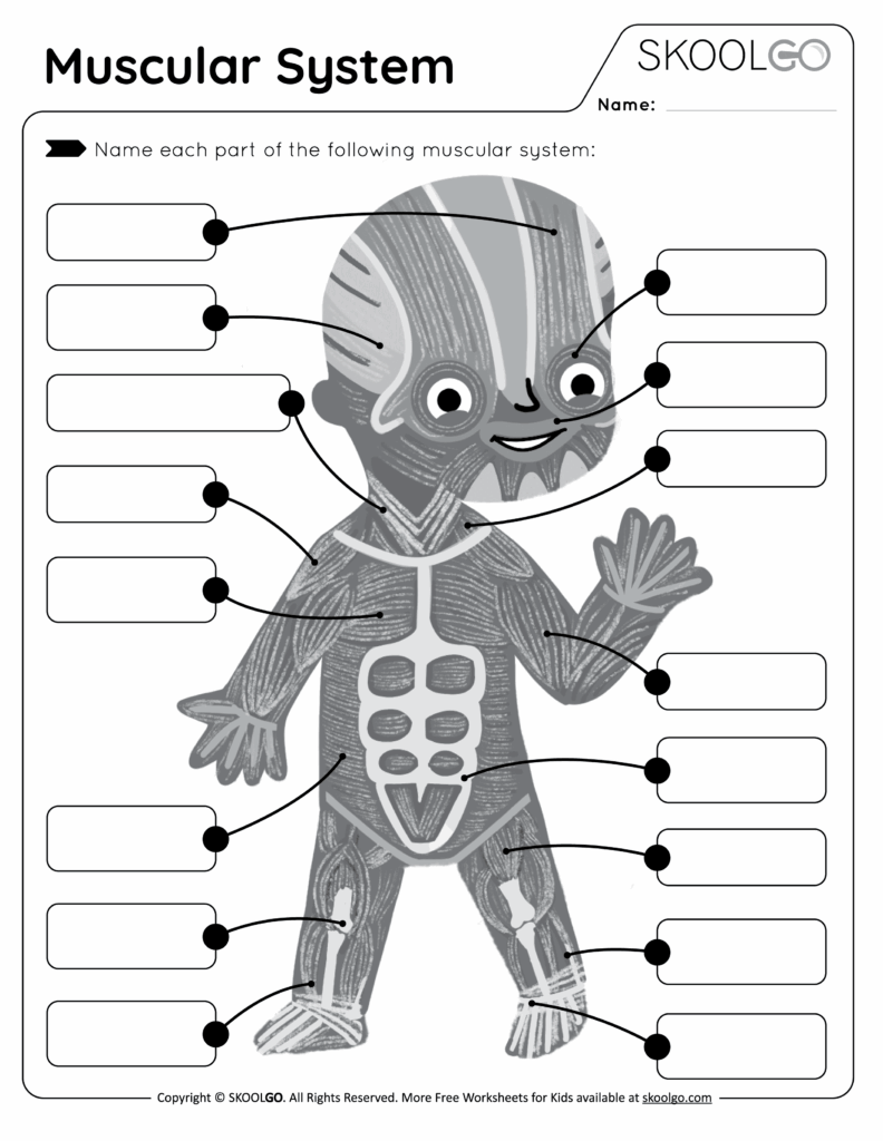 Free Printable Worksheets For Muscles - Printable Worksheets