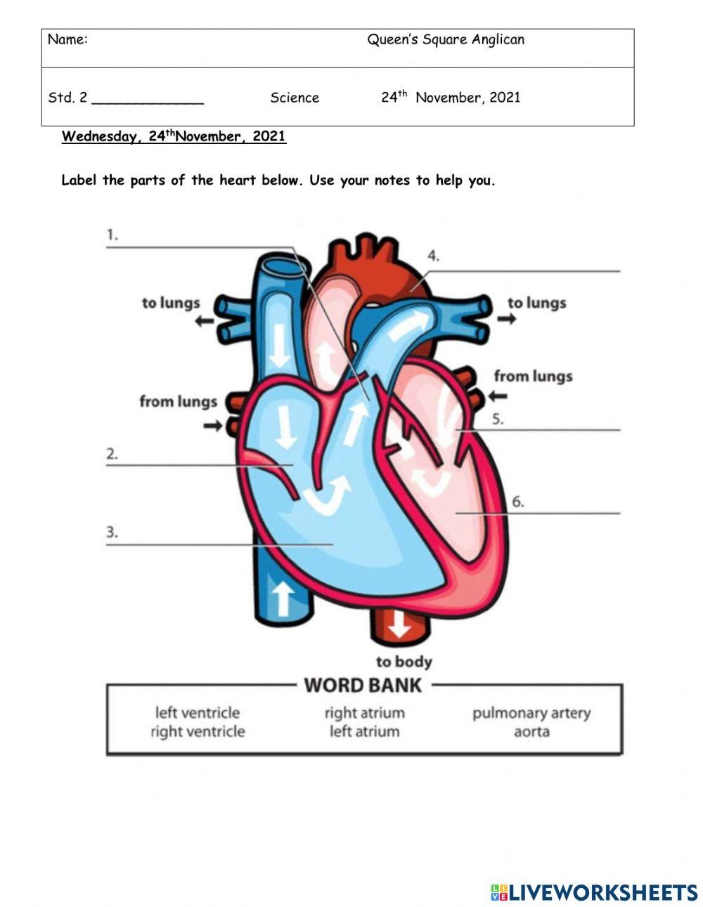 Free Printable Human Heart Worksheets - Printable Worksheets