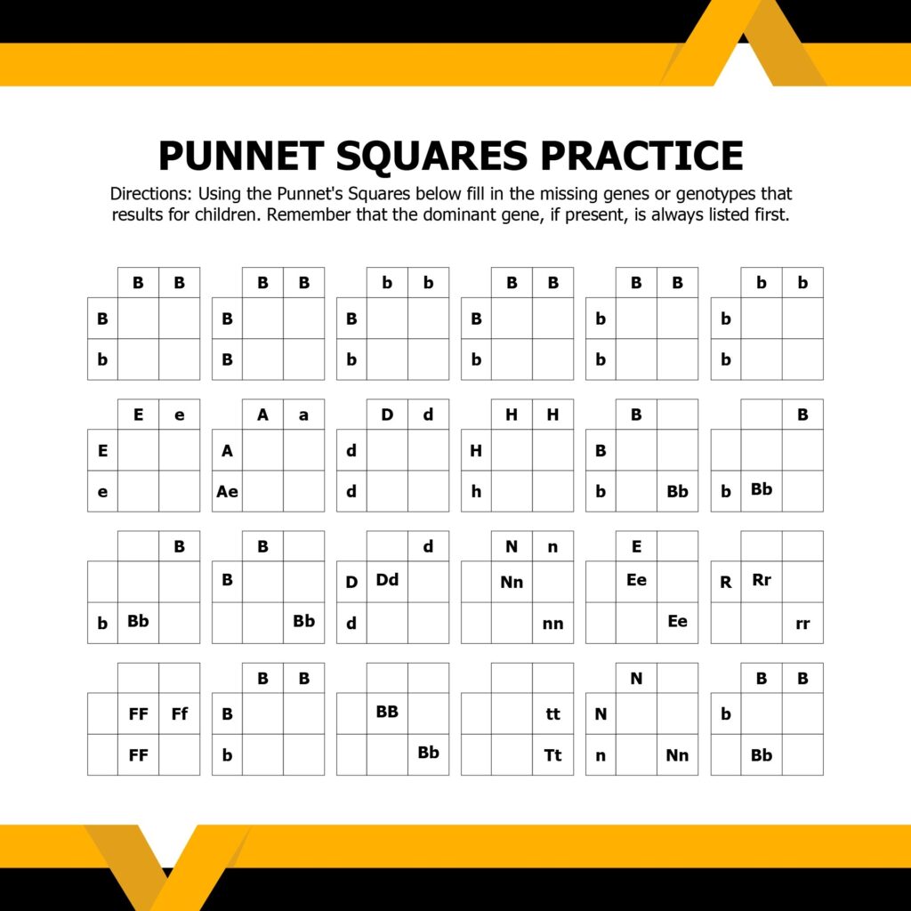 Punnett Square Practice Worksheet Free Printable - Printable Worksheets