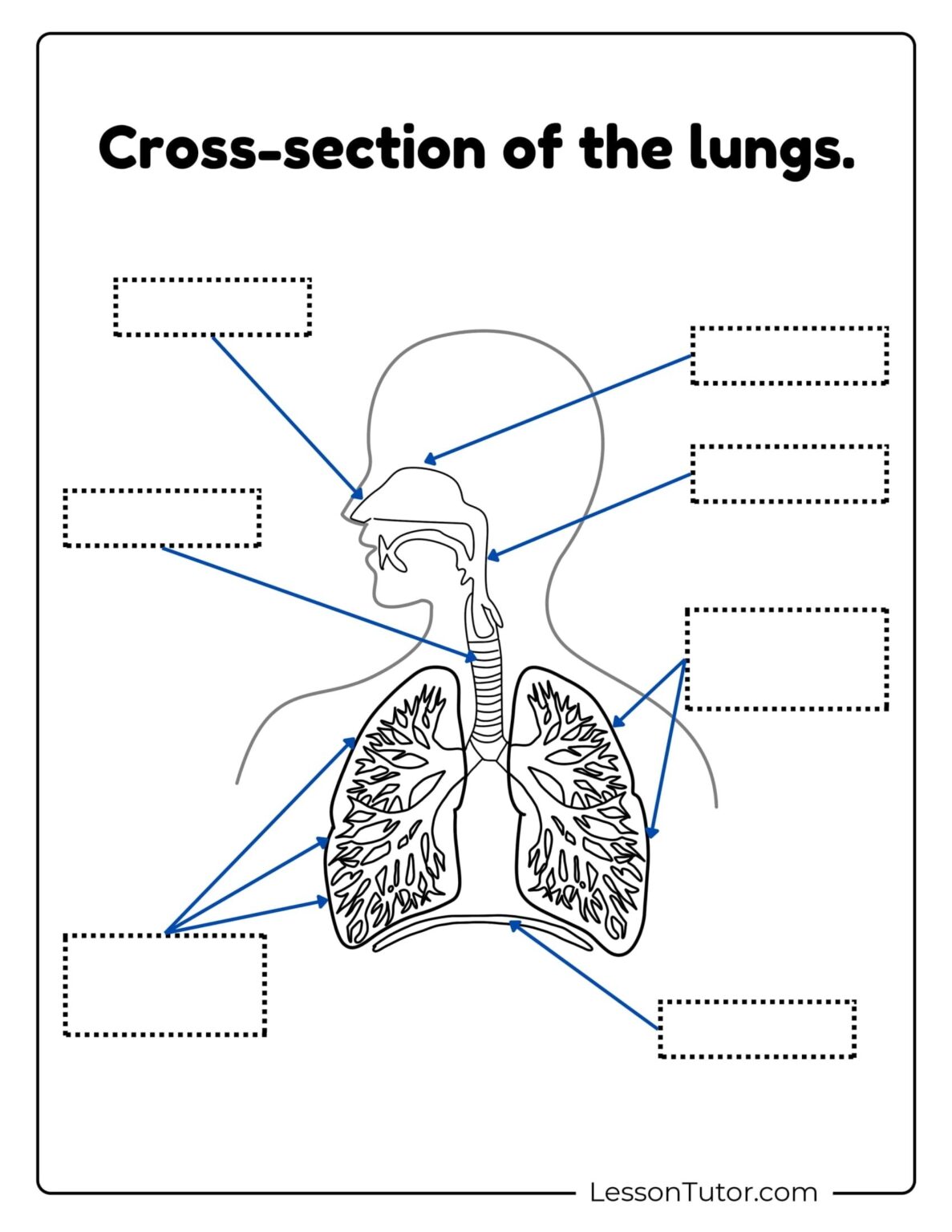 Respiratory System Free Printable Worksheets - Printable Worksheets