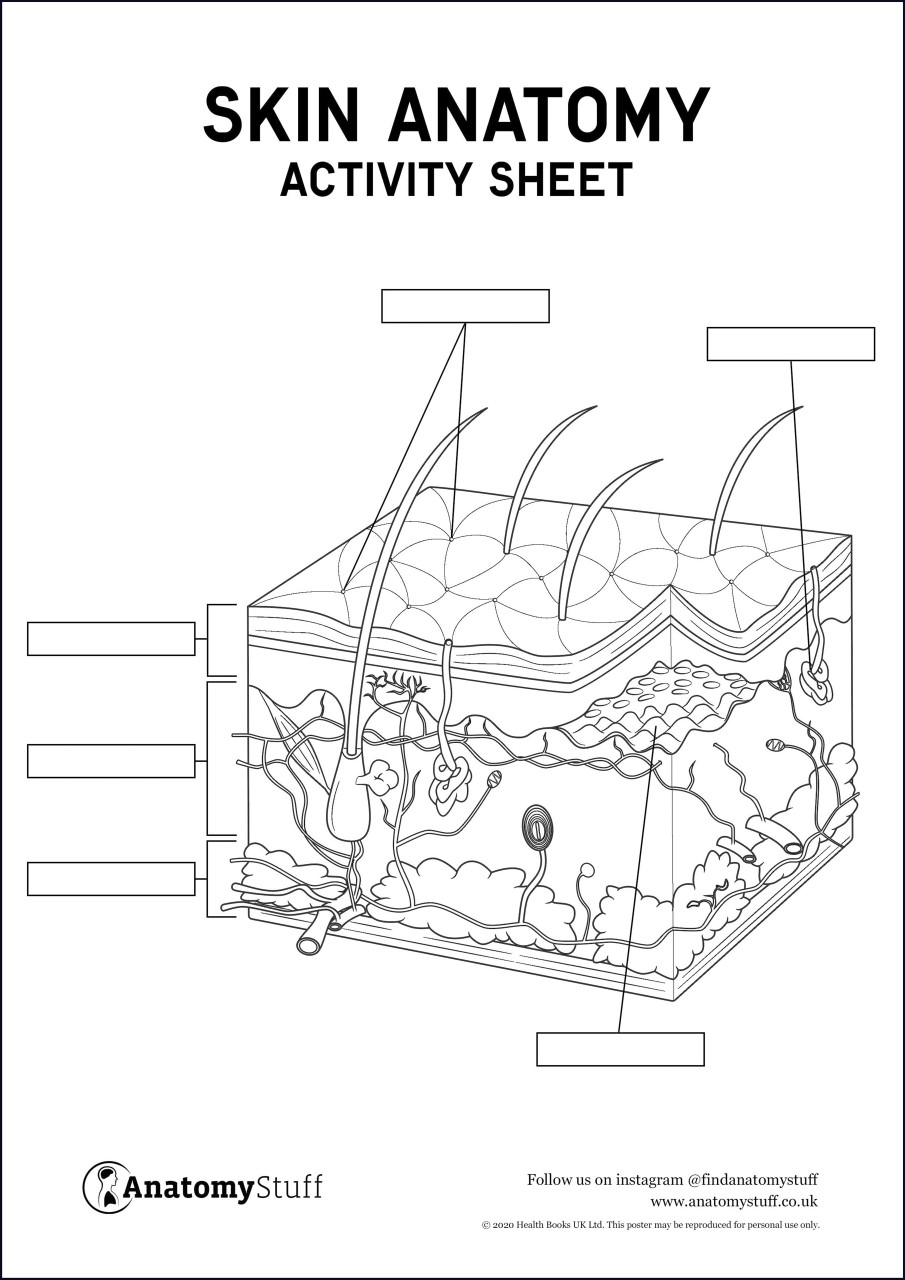 Free Printable Skin Worksheets - Printable Worksheets