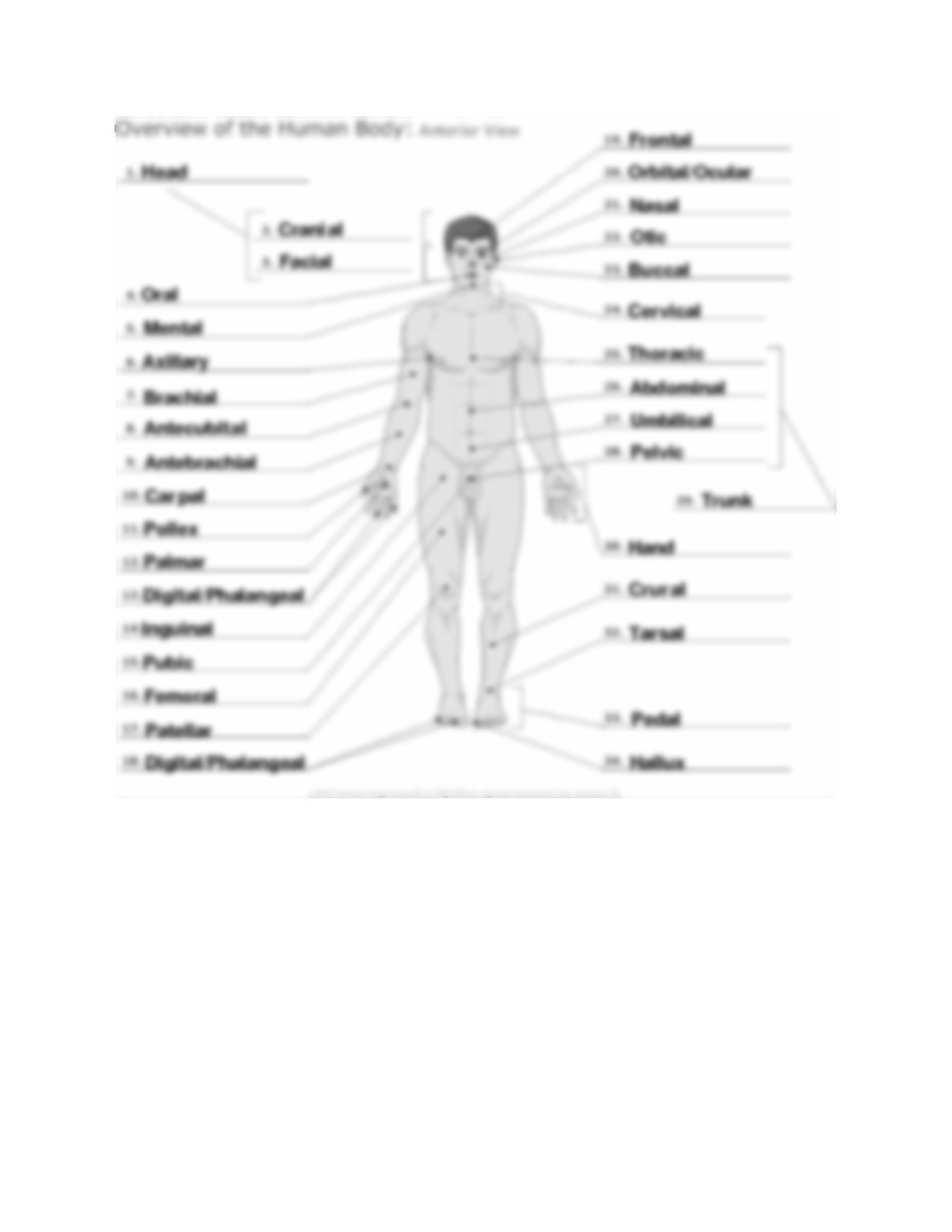 Free Printable Blank Anatomical Terms Worksheets - Printable Worksheets