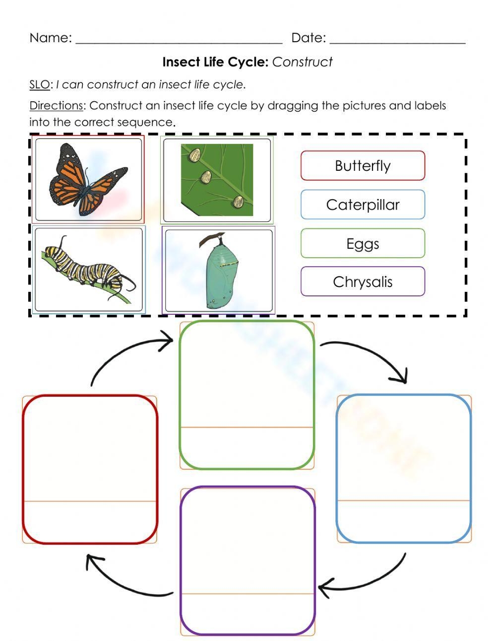Free Printable Metamorphosis Worksheets - Printable Worksheets