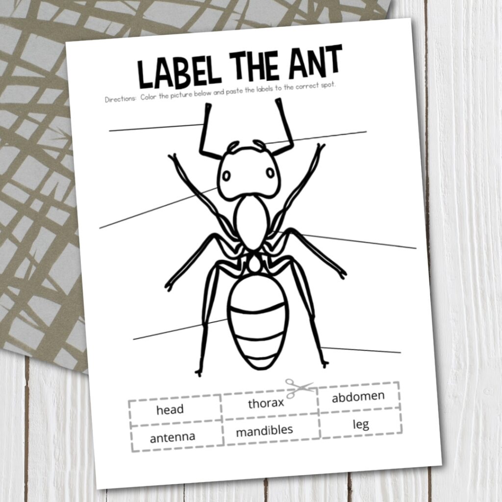 Free Printable Insect Body Parts Worksheet - Printable Worksheets